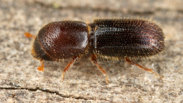 Borkenkäfer – Hegering Menden – Schießstand Hexenteich e.V.